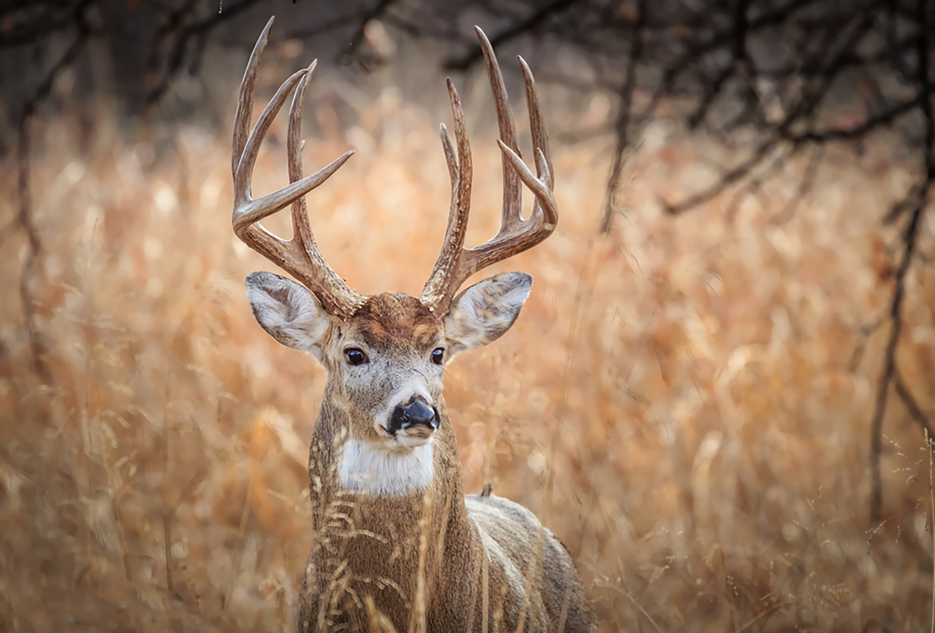 SARS-CoV-2 & White-tailed Deer