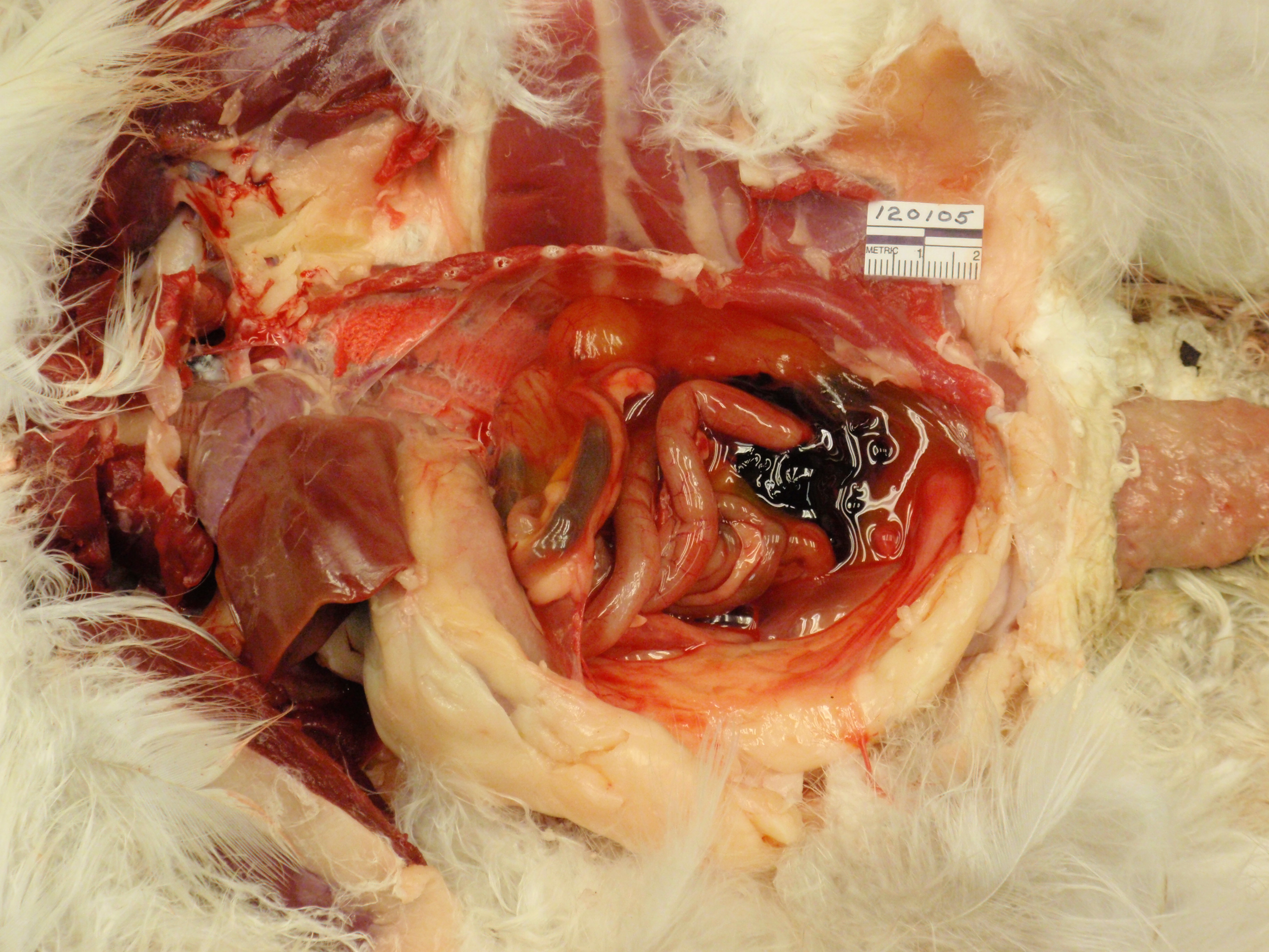 Rodenticide Toxicity | Cornell Wildlife Health Lab