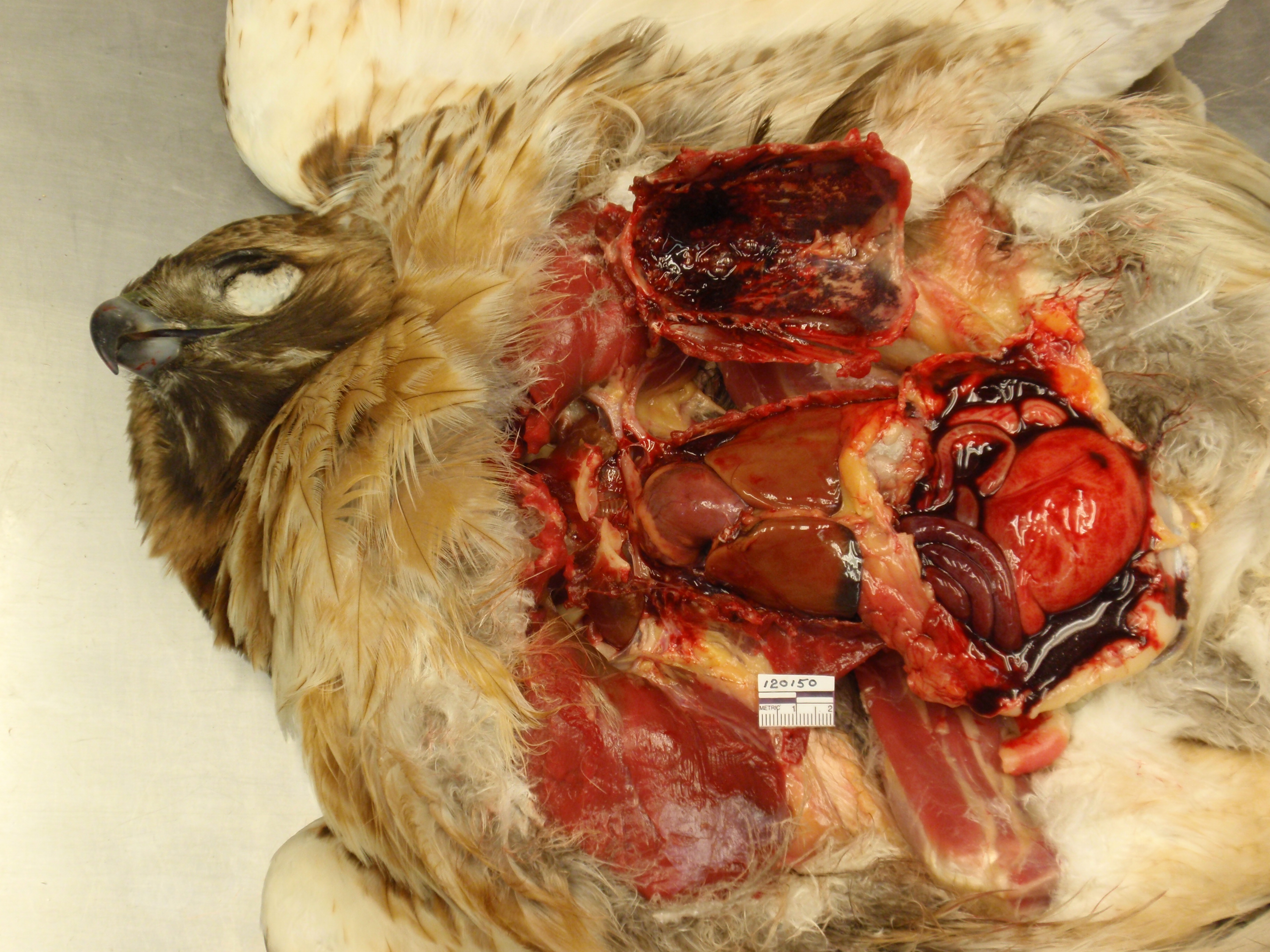 Rodenticide Toxicity | Cornell Wildlife Health Lab