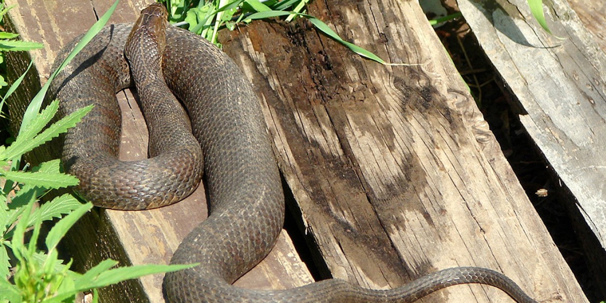 Coming to an understanding with native snakes | Cornell Wildlife Health Lab