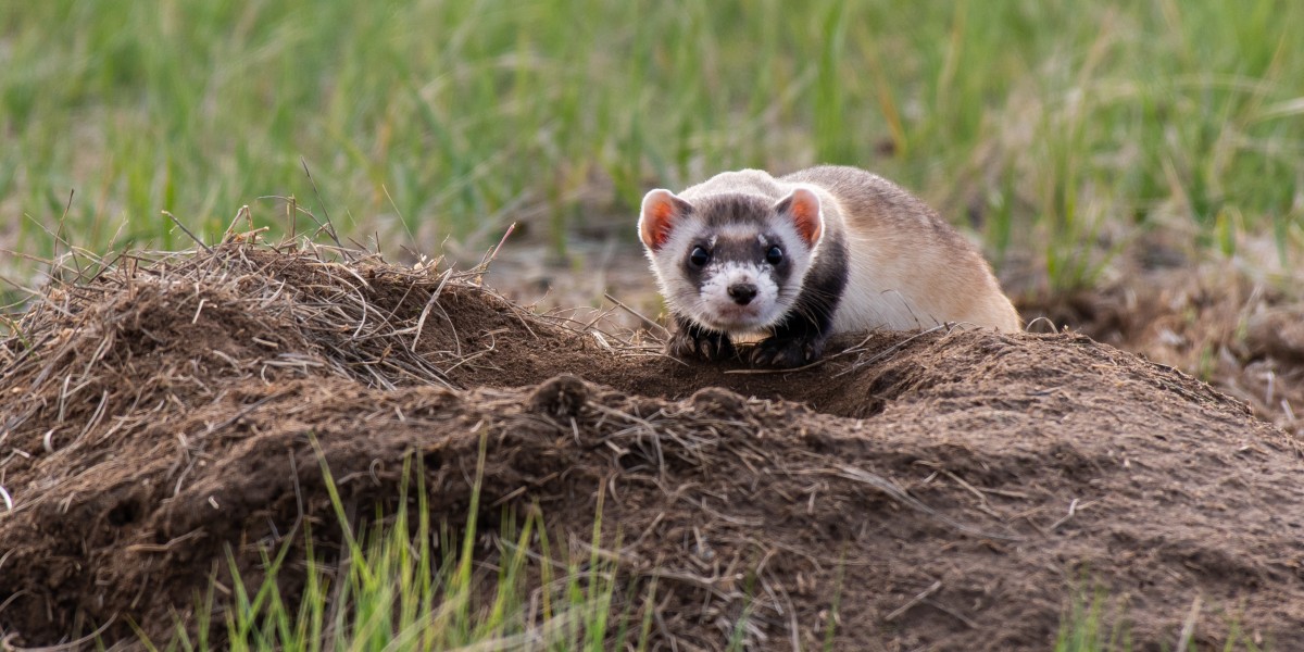 Wildlife Vaccination - Growing in Feasibility? | Cornell Wildlife ...